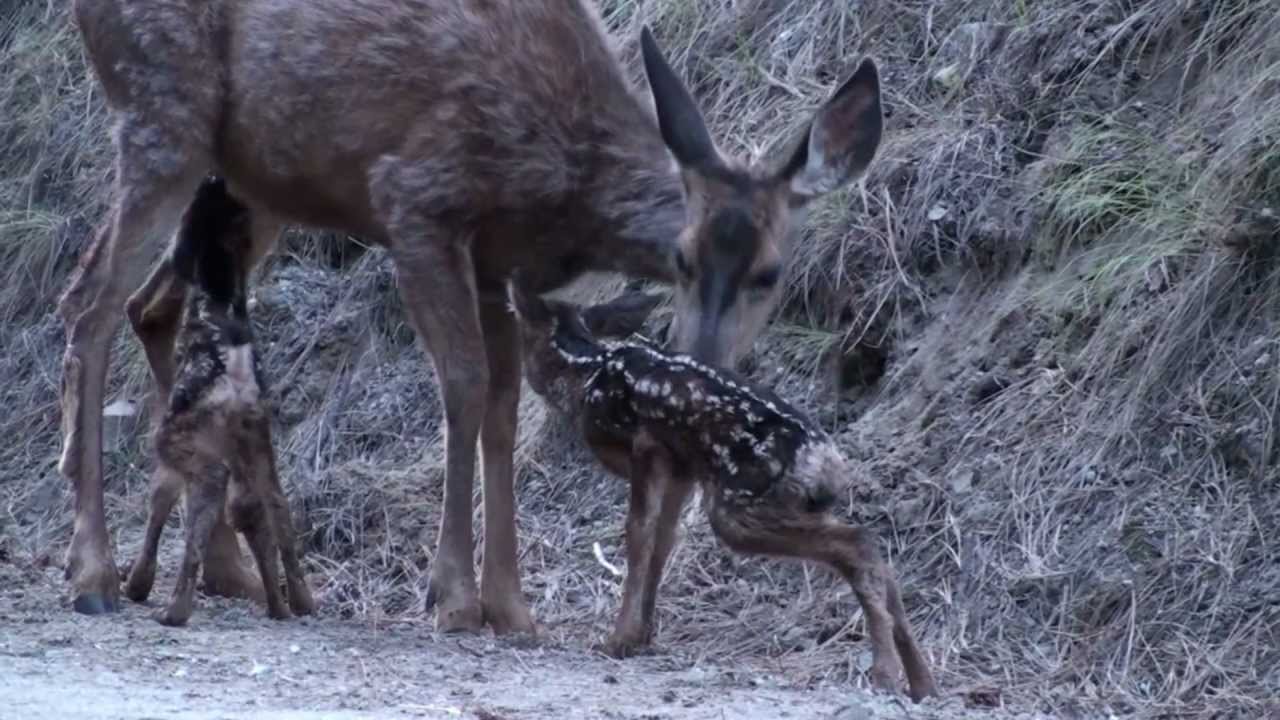 Mule deer with twin babies.