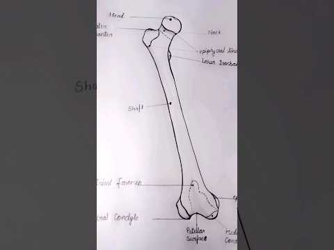 how to draw human femur bone || femur || #femur #shortvideo #viral #shorts
