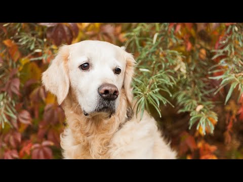 Top Indian Dog Names: Male & Female Names with Meaning🐾🐕🌟