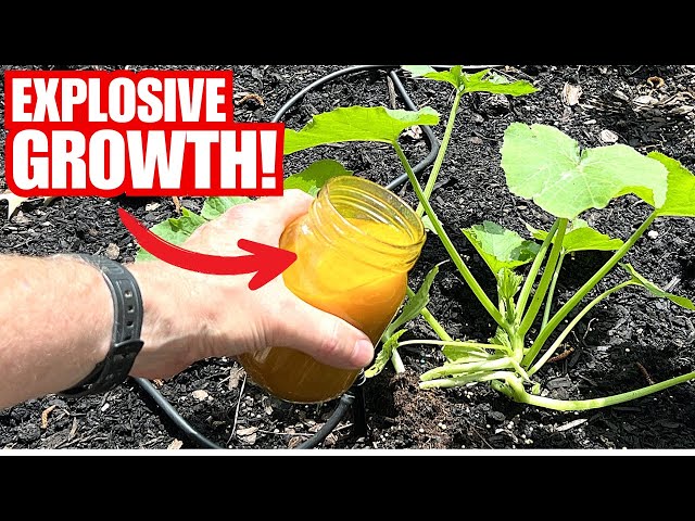 Unlocking Garden Growth: The Magical Elixir for Vegetables | Galaxy