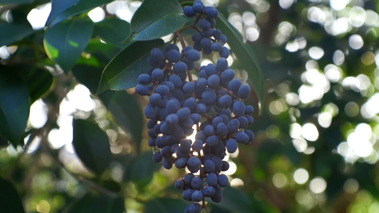 Blue Berries Hanging from Tree - FREE NATURE STOCK FOOTAGE