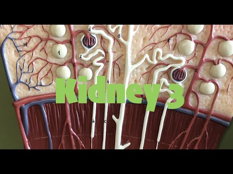 Kidney 3