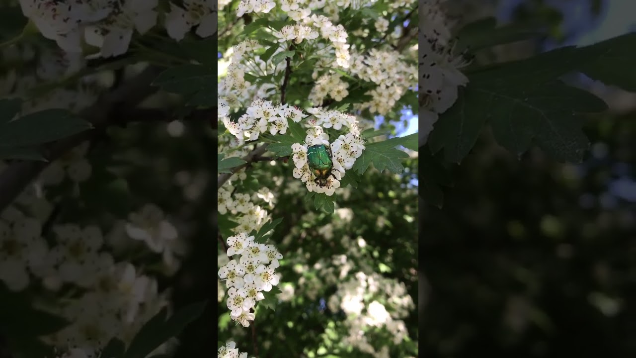 Delicate Beauty: Flower Chafer Beetle 🌸🐞