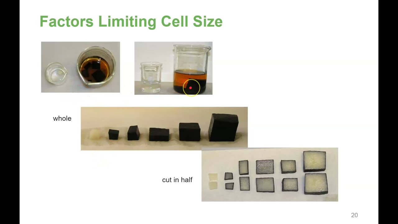 Chapter 4 - Cell Structure