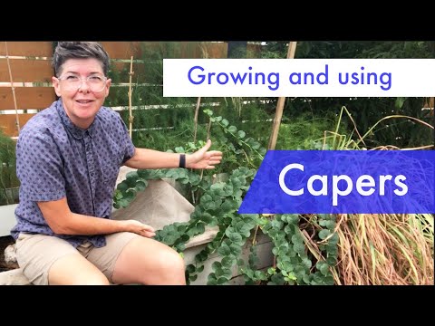 Growing, preserving, and cooking with capers (and caperberries!)