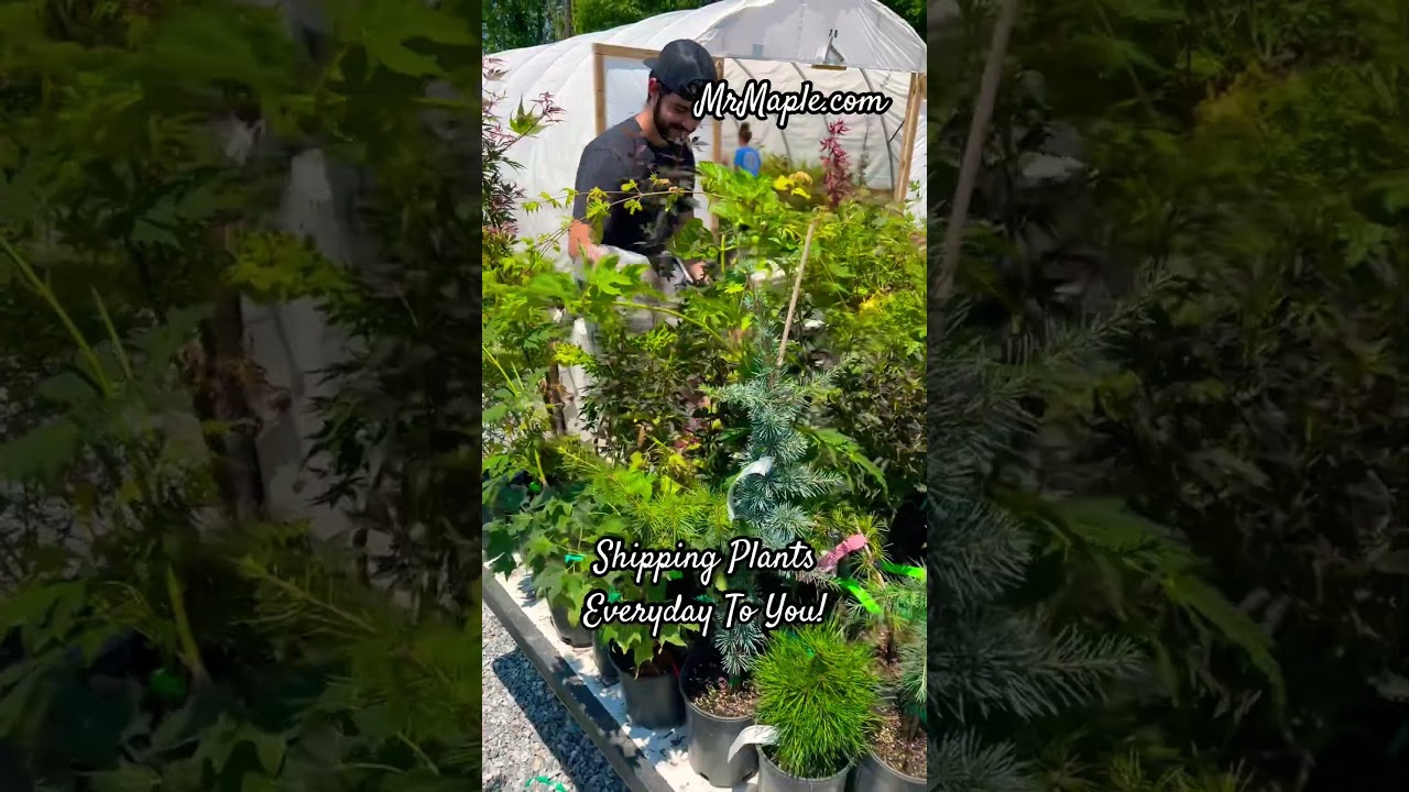 It’s always shipping day at MrMaple.com #japanesemaple #mrmapleshow #tree #plant #landscape