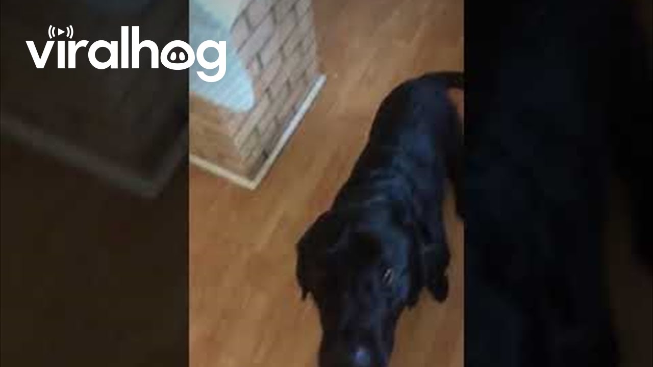 Marley the Burger Inhaler || ViralHog