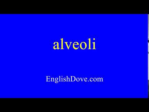 How to pronounce alveoli in American English.
