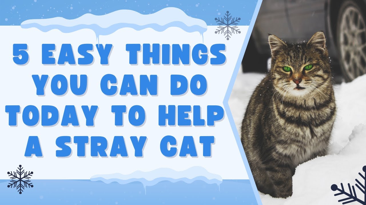 How cats survive winter and what you can do to help | #36