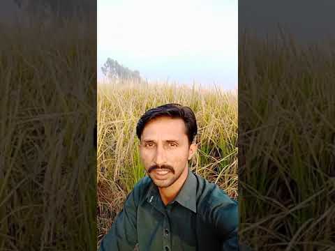 Mubashir Saddique Ki Call recording | Zain ul Abadin | Village food secret | Rais shizada | #Short