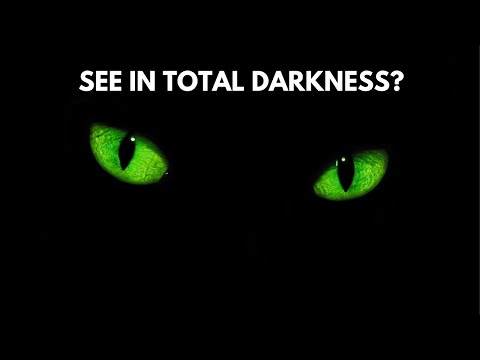 Can cats see in total darkness? Cat night vision explained