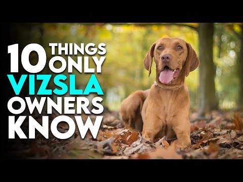 10 Things Only Vizsla Dog Owners Understand
