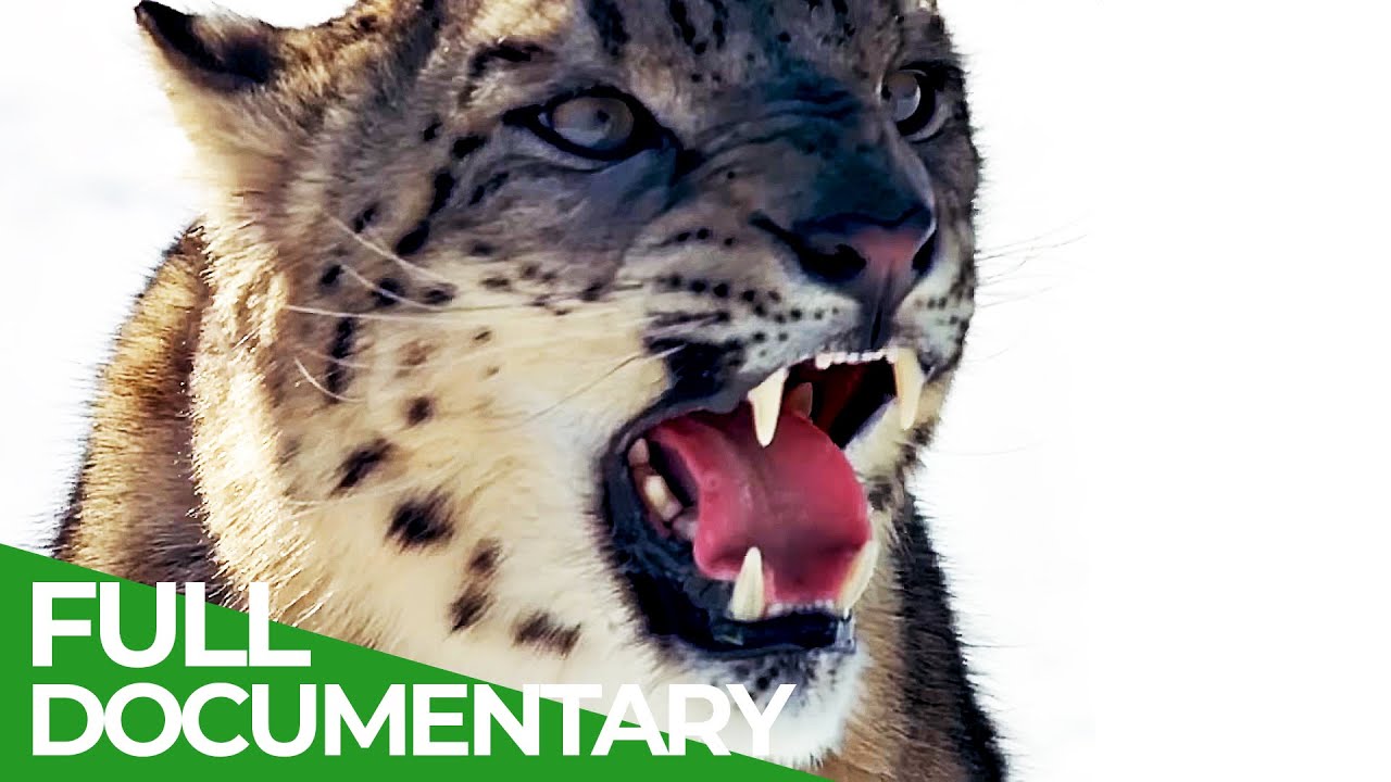 Wildcats - Asia | Free Documentary Nature