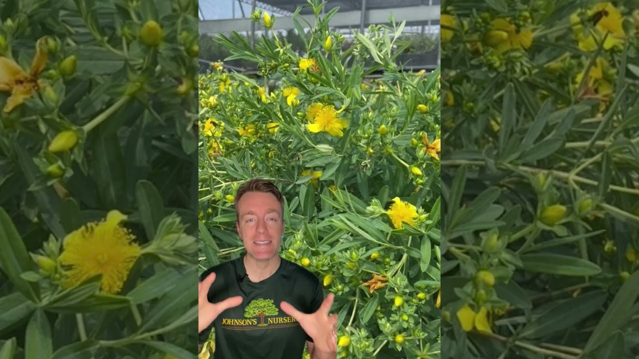 St. John's Wort Plant Profile
