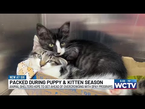 Tallahassee Animal Services hosting free adoption event as puppy and kitten season peaks