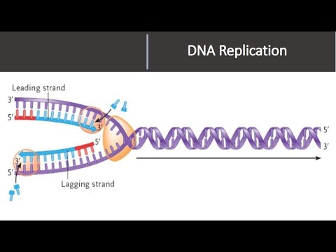 DNA REPLICATION