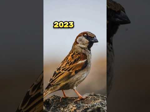 2023 Sparrow and 5000bce sparrow #animals #sparrow #shortvideo