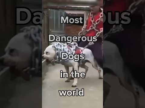 Top 10 Most Dangerous Dogs in the World ???? Aggressive Dogs #shorts #viral #trending