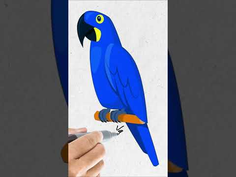 DRAWING HYACINTH MACAW