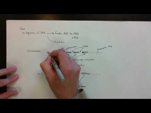gene and plasmids.mp4