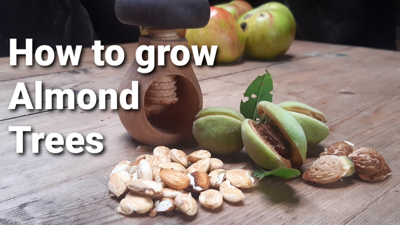 How to grow Almond Trees - in the UK