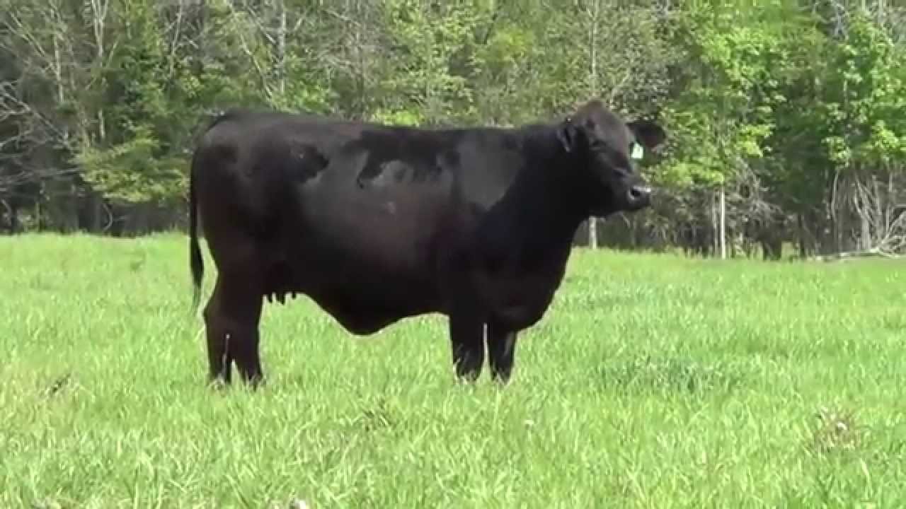 The Branch Ranch Video
