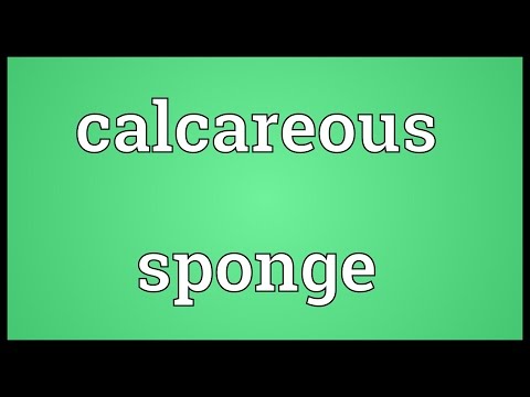 Calcareous sponge Meaning