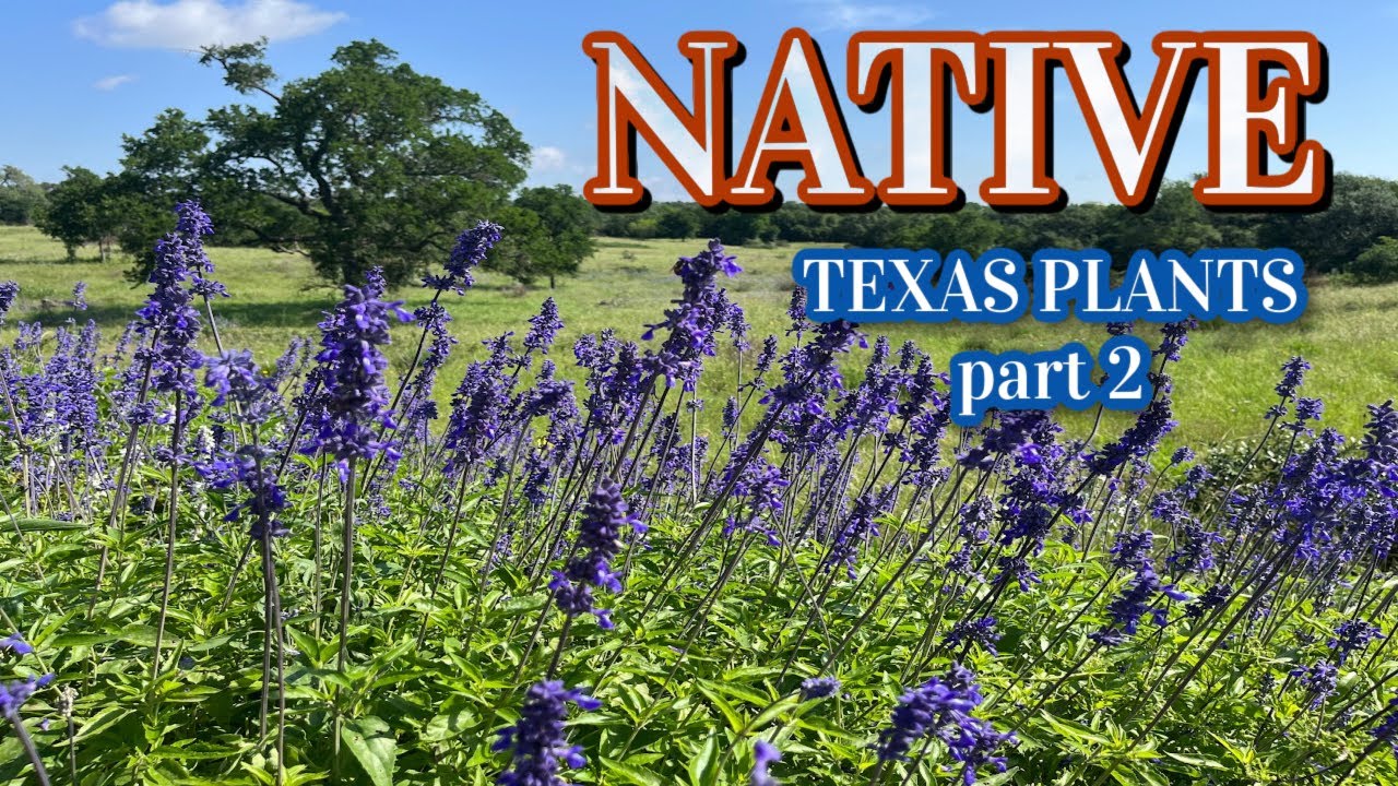 How to garden with Texas native plants #nativeplants #texasgardening