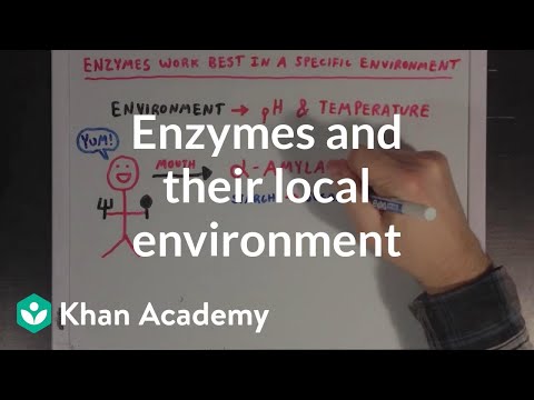 Enzymes and their local environment | MCAT | Khan Academy