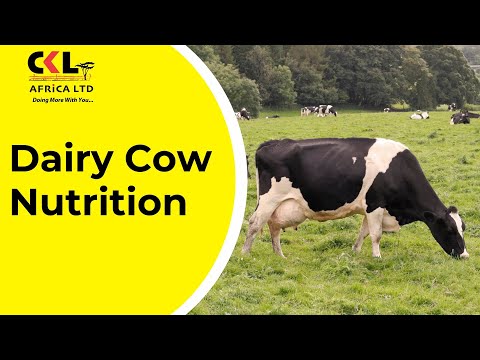 Dairy Cow Nutrition