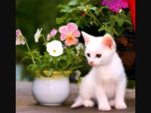 [Download] Cute Kittens Pictures Pack