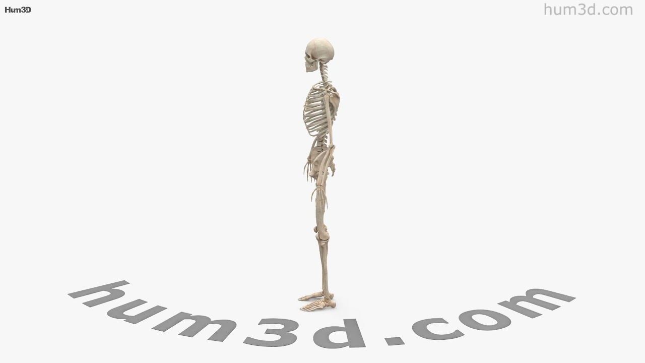 Human Female Skeleton 3D model by 3DModels.org