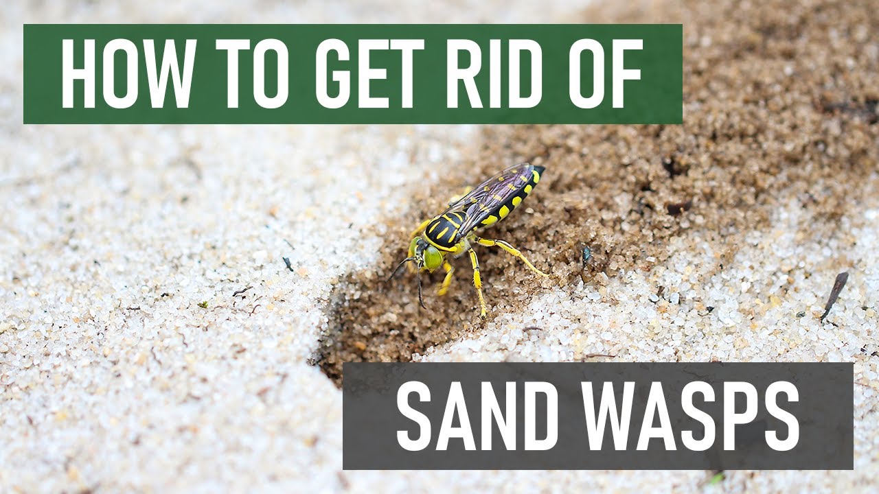 Sand Wasp Control: How to Get Rid of Sand Wasps
