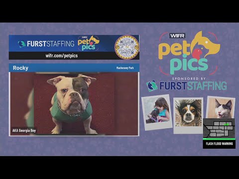 Pet Pics: Wilfred, Rocky and Lucy