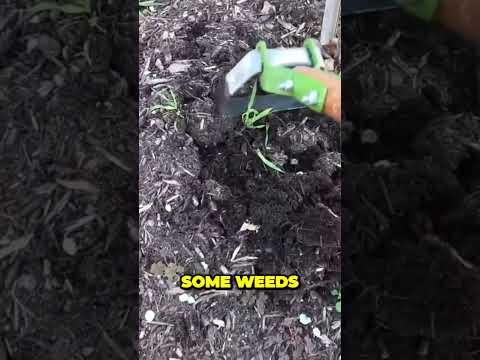 My favorite tool for weeding! The stirrup hoe!