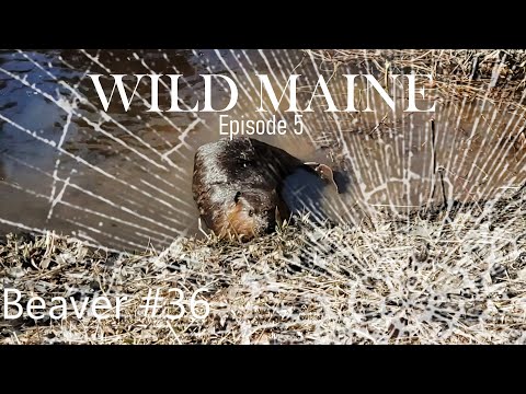 Wild Maine Episode 5: Beaver Fever 2022 (Part 5) | Spring Beaver Trapping