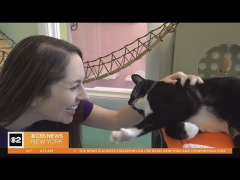 Cat boarding and beyond in Westchester County