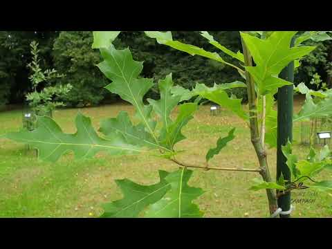 Quercus shumardii dub shumardii
