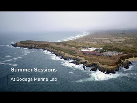 Dr. Ellie Fairbairn on Summer Classes at the UC Davis Bodega Marine Laboratory