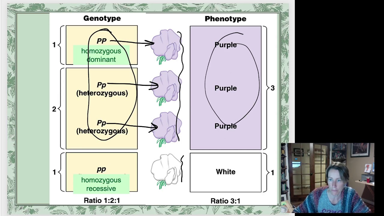Understanding Genotypes and Phenotypes: The Basics of Homozygous and ...