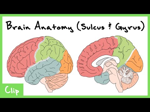 Cortical Structure Of The Brain Explained (Sulcus & Gyrus) | Clip