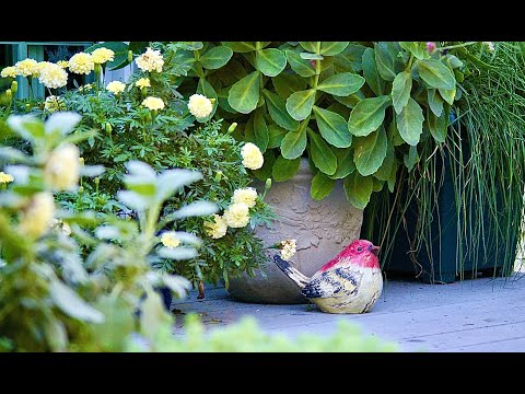 Garden therapy. The quiet friendship of plants