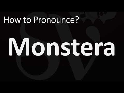 How to Pronounce Monstera? (CORRECTLY)