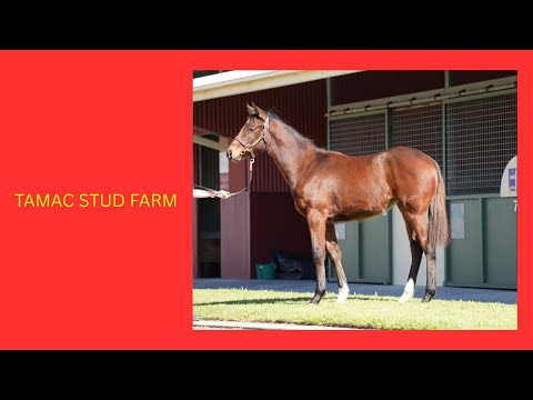 Lot 268 Wild Ruler x War Baby filly - Tamac Stud Farm