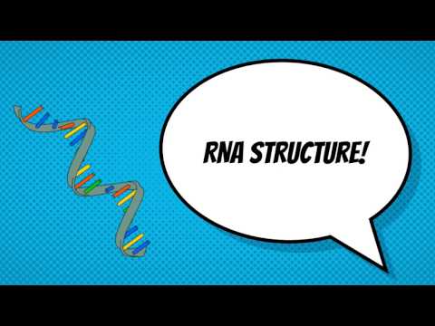 Types of RNA : mRNA, rRNA, tRNA Video Lecture - NEET