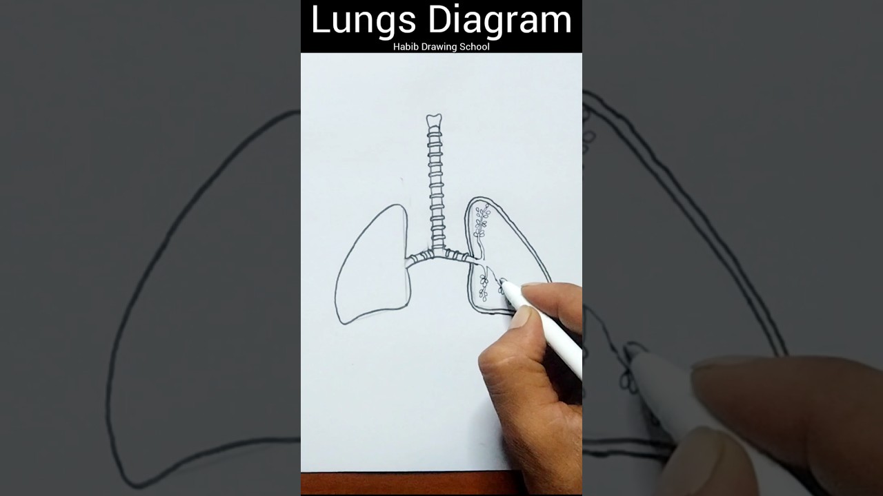 Lungs Diagram #howtodrawlungs #lungsdiagram #habibdrawingschool