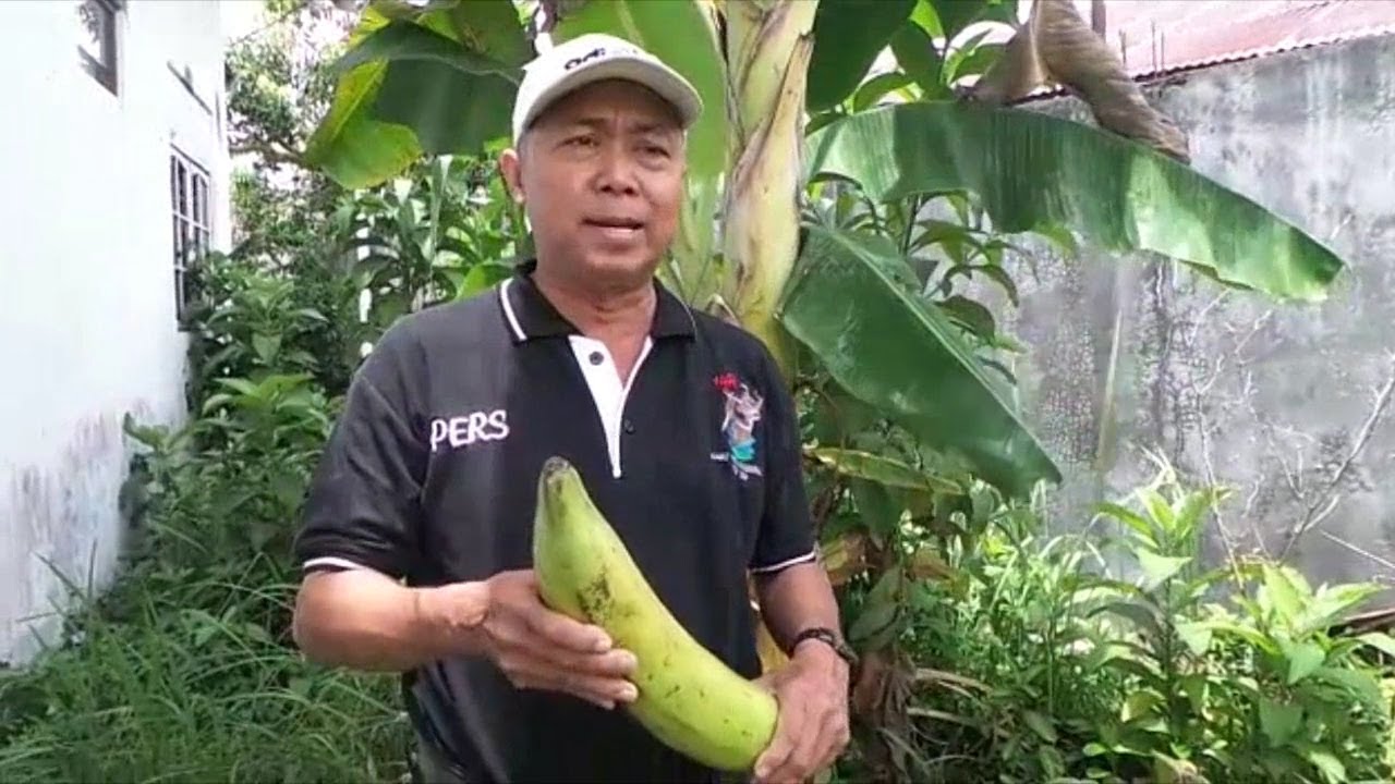 Pisang Raja Berukuran Jumbo, Beratnya 1,5 Kg - Tribun Video