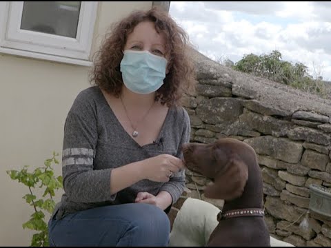 Behaviourist Advice | 5 Easy Steps to Get Your Dog Used to Face Masks