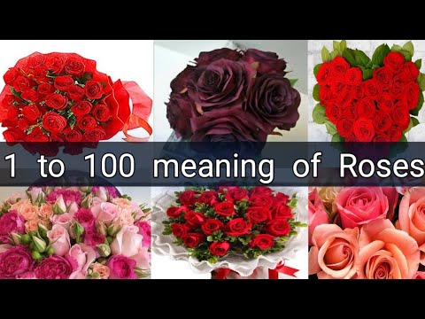 Meaning of Roses, from 1 to 100