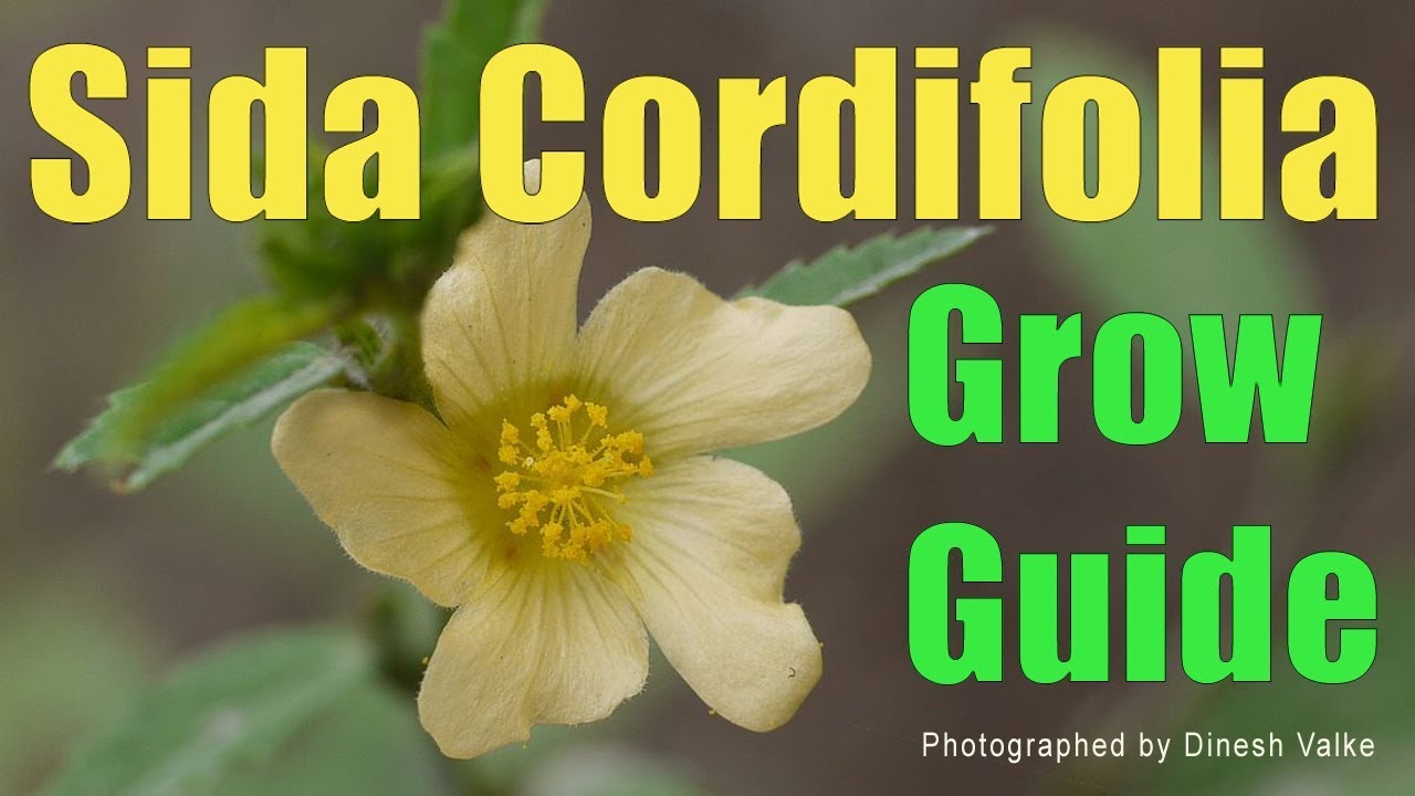 Sida Cordifolia Grow Guide